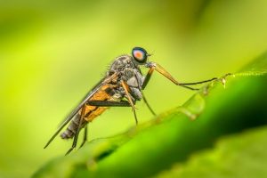 Pupe de mouche dans la maison : que faire